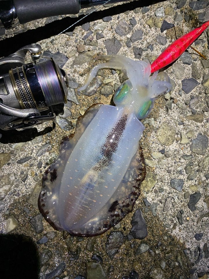 秋エギング、10月後半戦: 悩めるサラリーマンのしがない日記